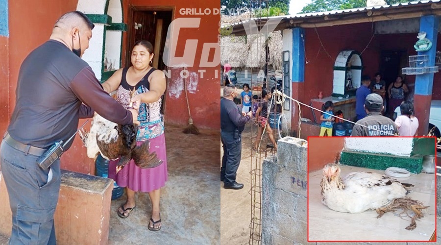 Aparece un “Okol Cax” (roba gallinas) en Sucopo, Tizimín; Un abuelito ...