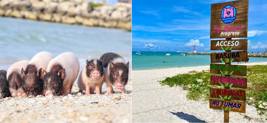 La “Pig Beach”, un espacio que fomenta el cuidado del medio ambiente en ...