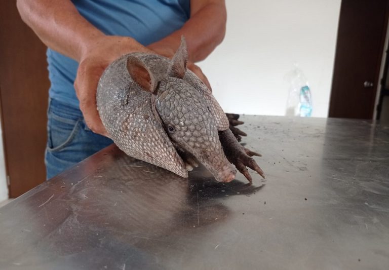 Rescatan un “huech” (armadillo) herido en una casa de Paseos de ...