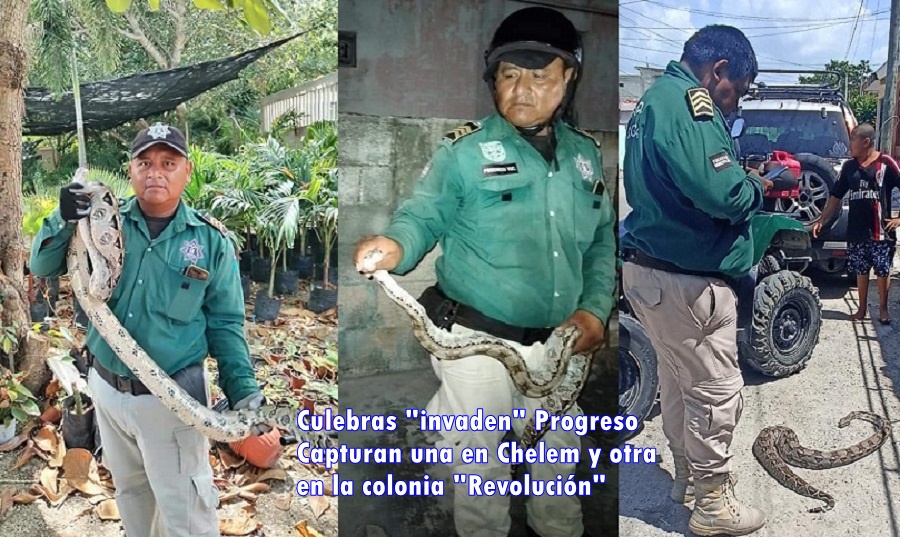 ‘Detienen’ a dos culebras en Progreso y Chelem: Las liberan en la Zona ...