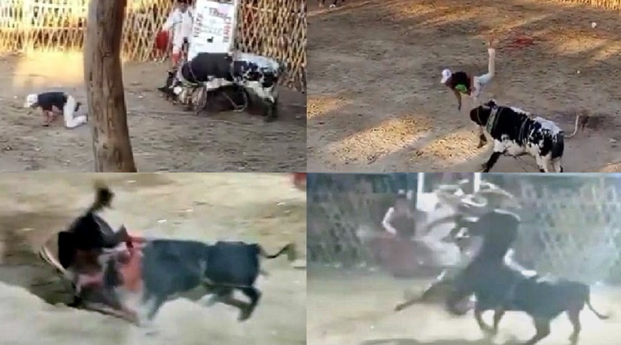 Un toro deja sin huevo (ciclán) a un poch vaquero: Destripan caballos ...