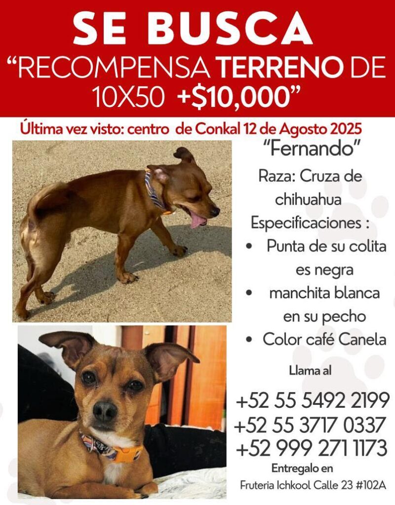 Familia de Conkal ofrece dinero y un terreno como recompensa para ...